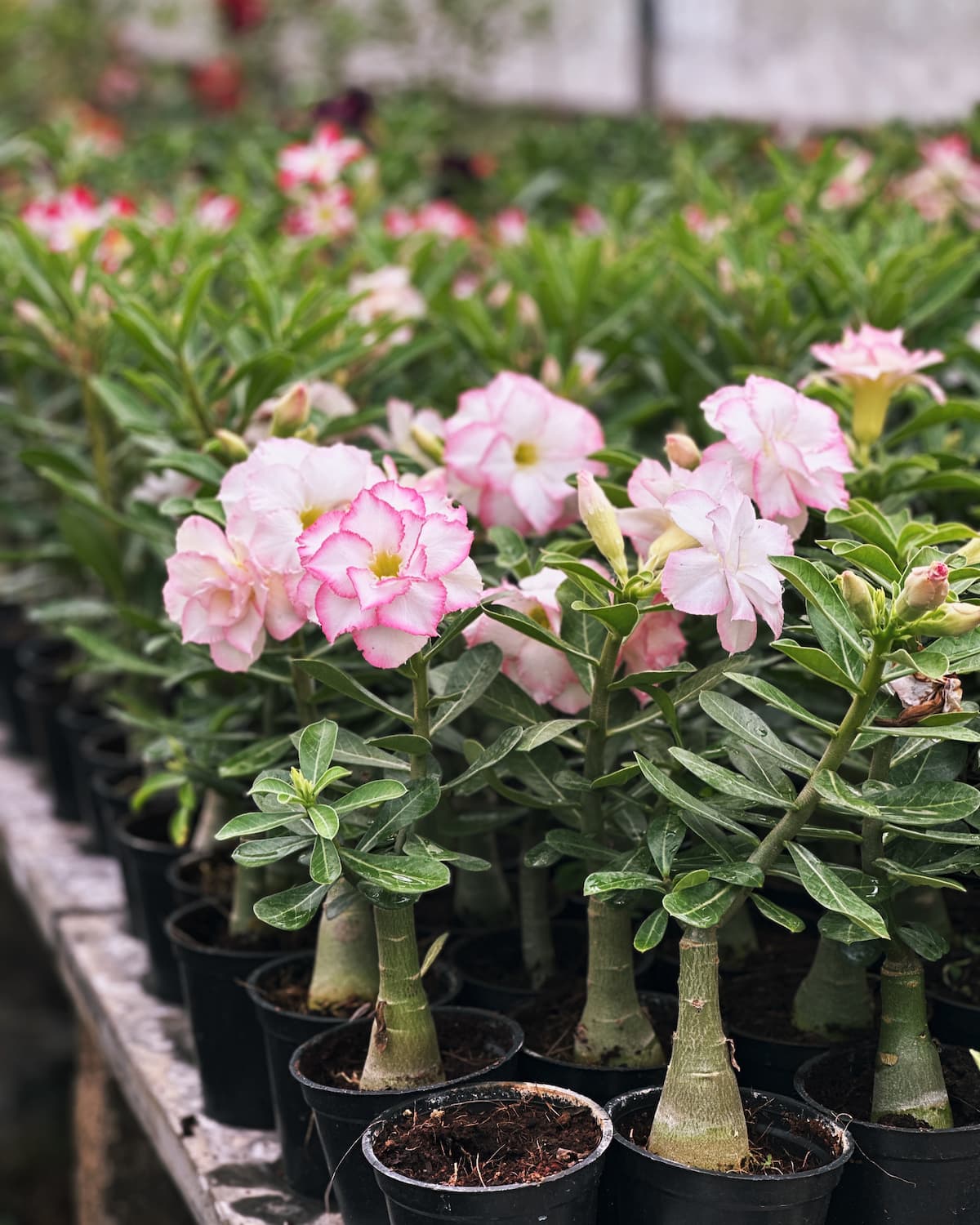 Plantgoon | Rare Adenium Nursery in India