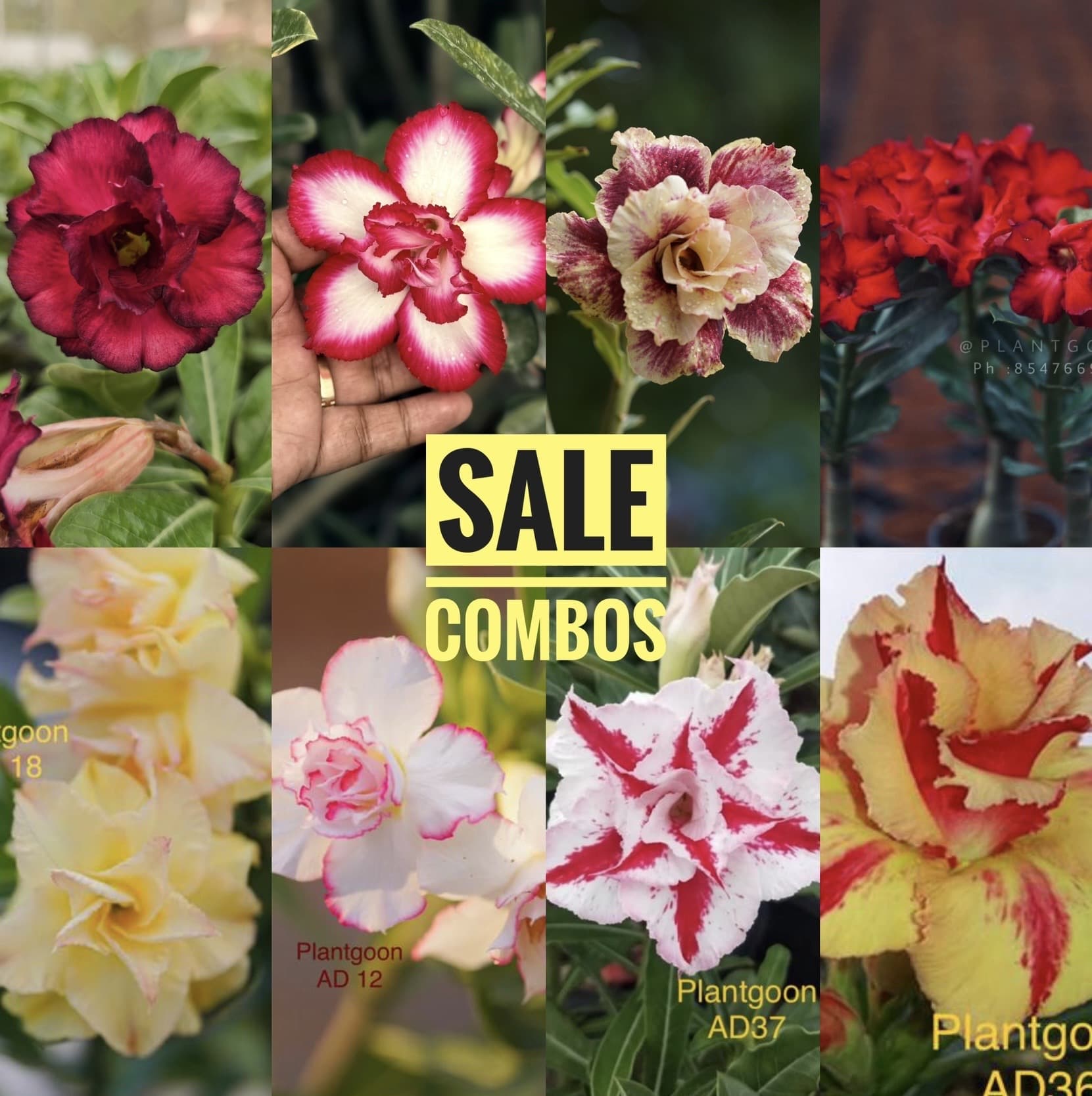 Plantgoon | Rare Adenium Nursery in India