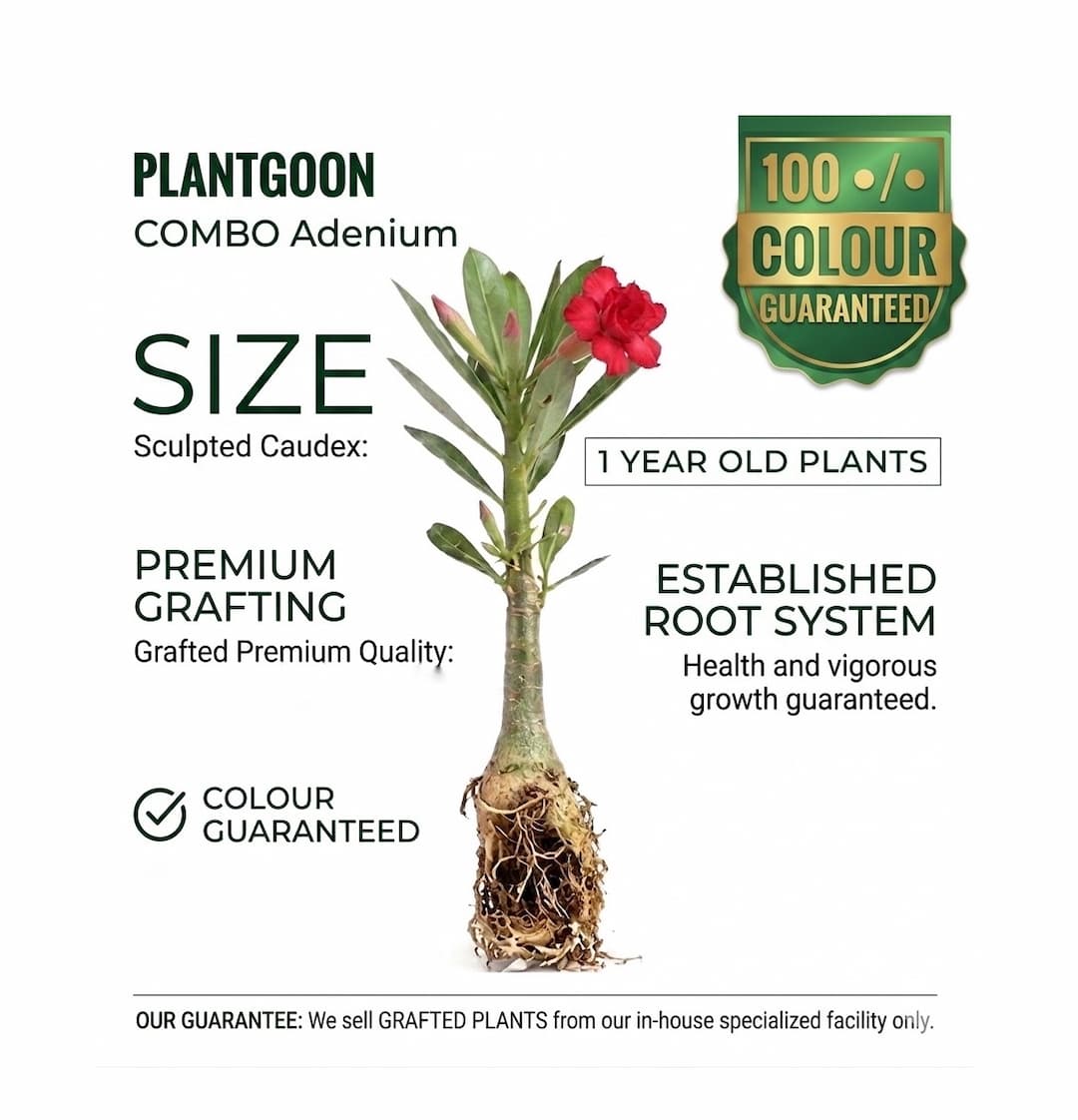 Plantgoon | Rare Adenium Nursery in India